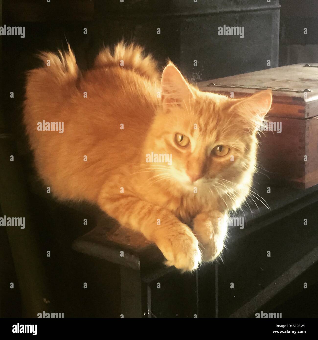 Red tabby hi-res stock photography and images - Alamy