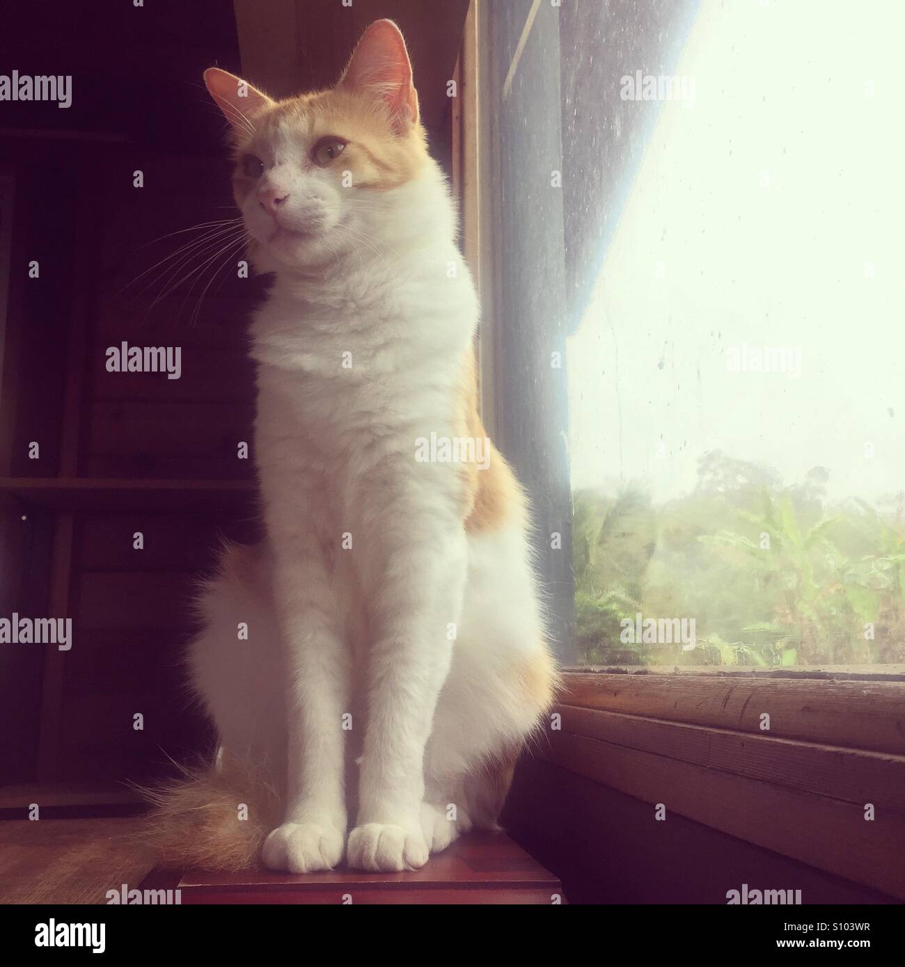 Regal poses hi-res stock photography and images - Alamy