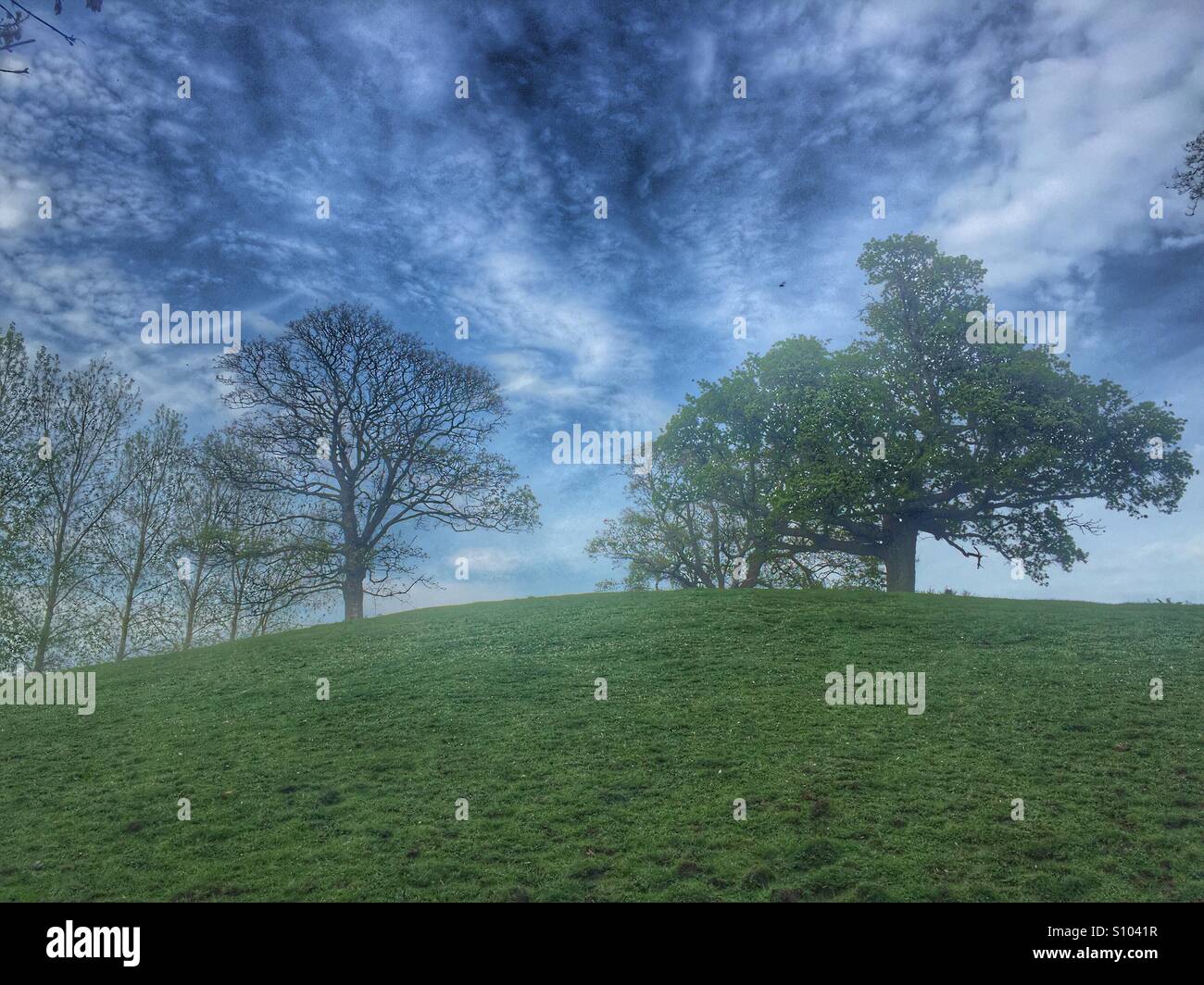 Grass trees hilltop hi-res stock photography and images - Alamy