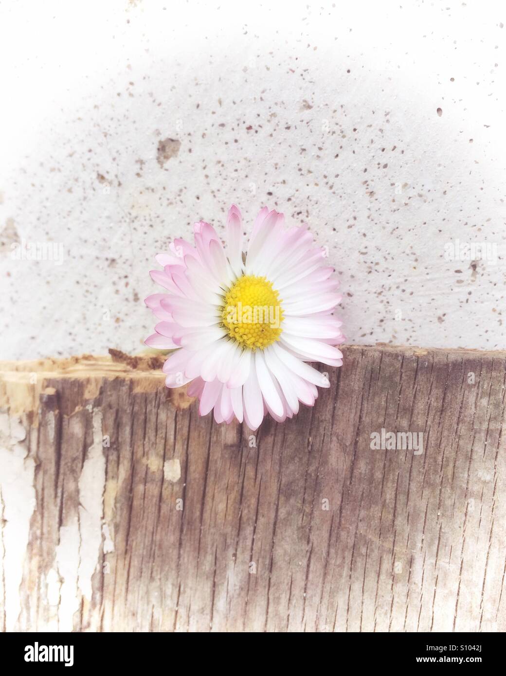 Pastel singular hi-res stock photography and images - Alamy