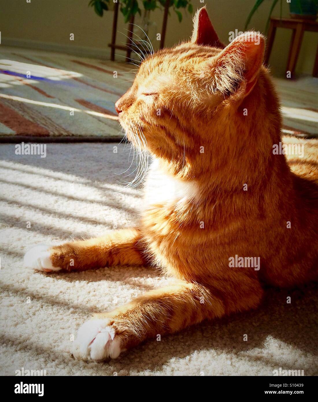 Feline warmth sun hi-res stock photography and images - Alamy
