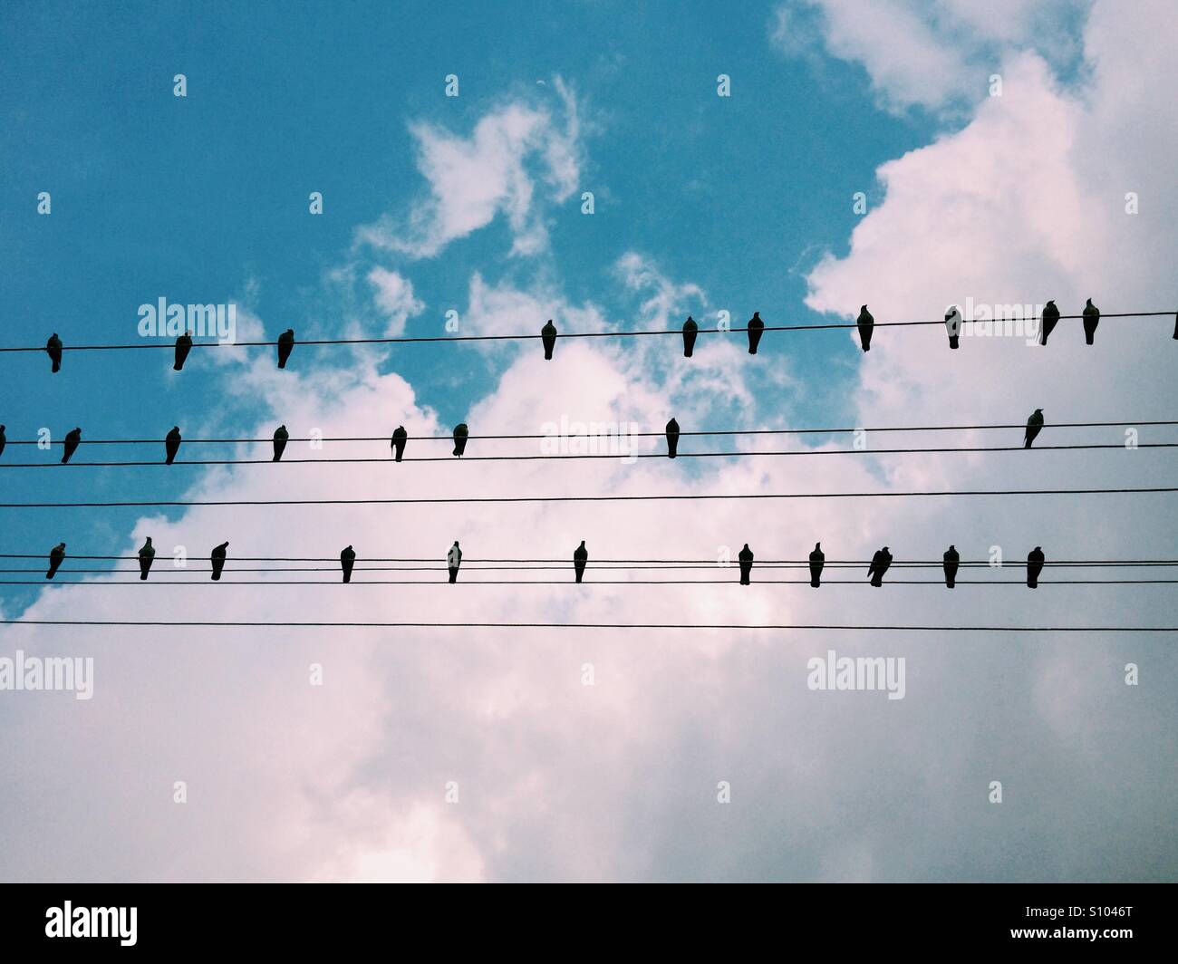 Pigeon power line hi-res stock photography and images - Alamy