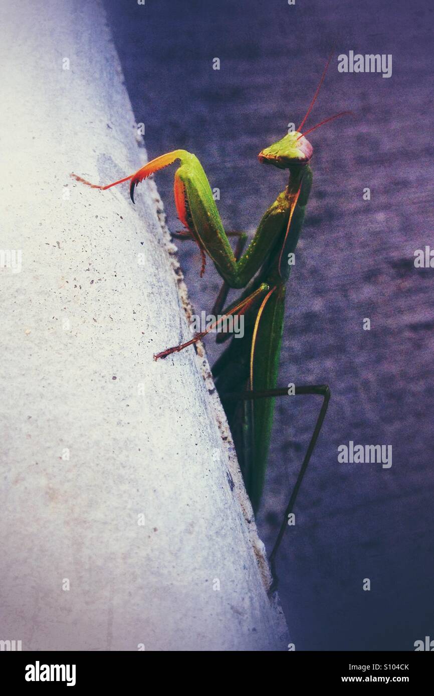 Preying animal hi-res stock photography and images - Alamy