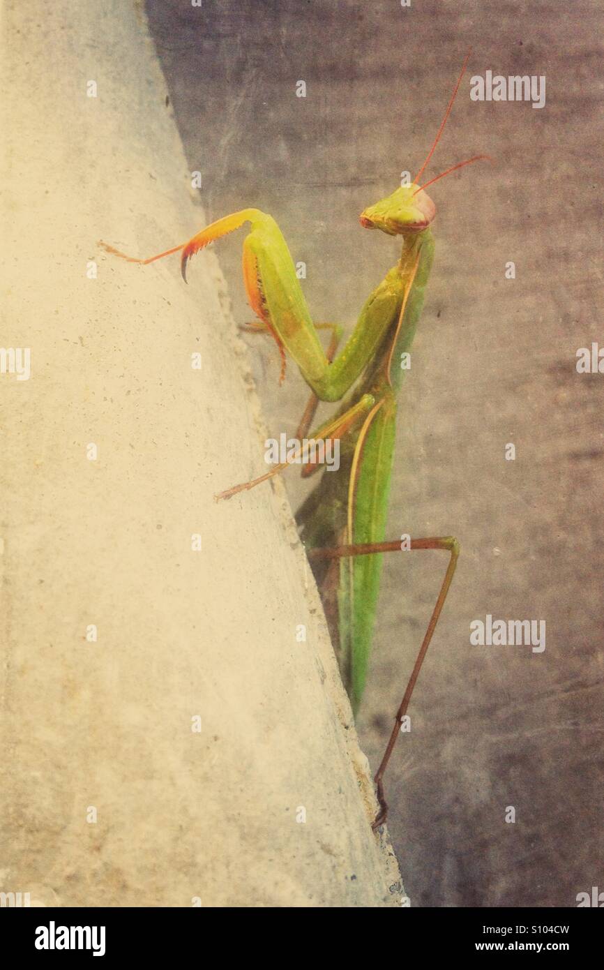 Praying Mantis. Vintage edit Stock Photo - Alamy