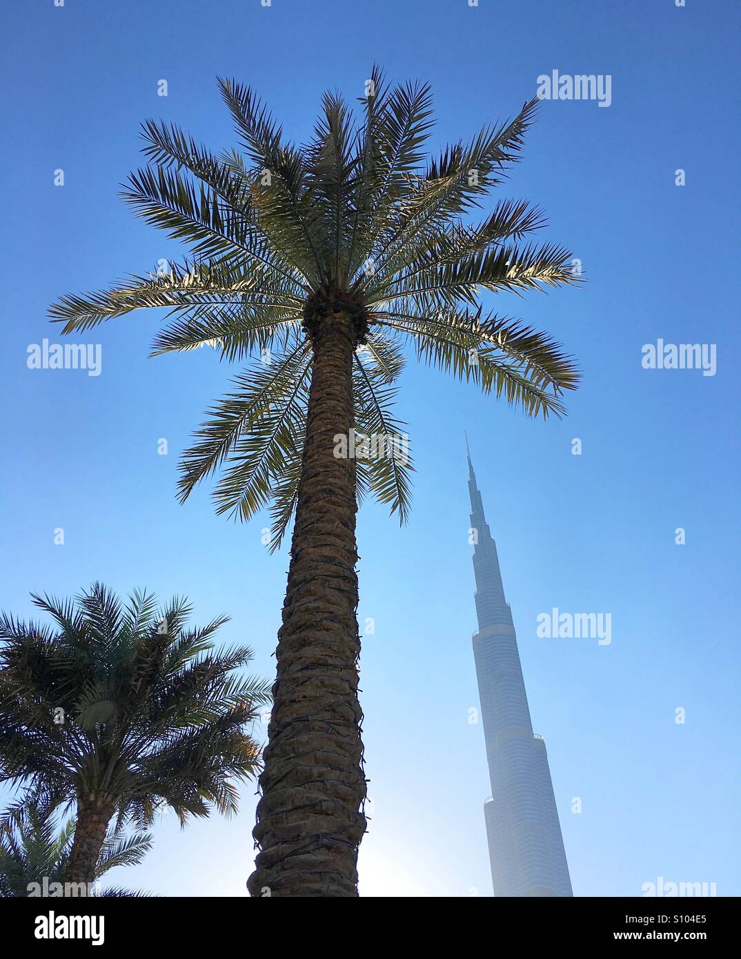Palm tree uae hi-res stock photography and images - Alamy