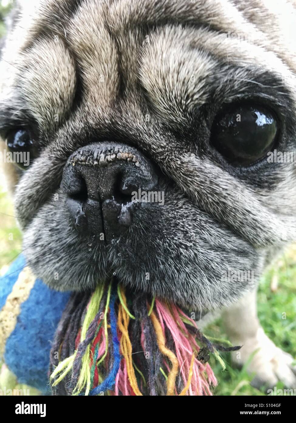 Pug close up Stock Photo - Alamy