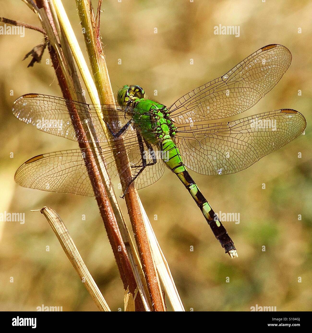 Dragon fly wings hi-res stock photography and images - Alamy