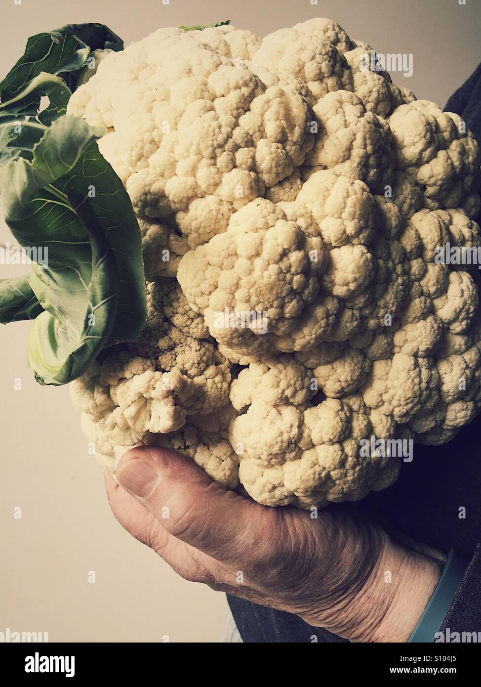 Man holds large cauliflower Stock Photo - Alamy