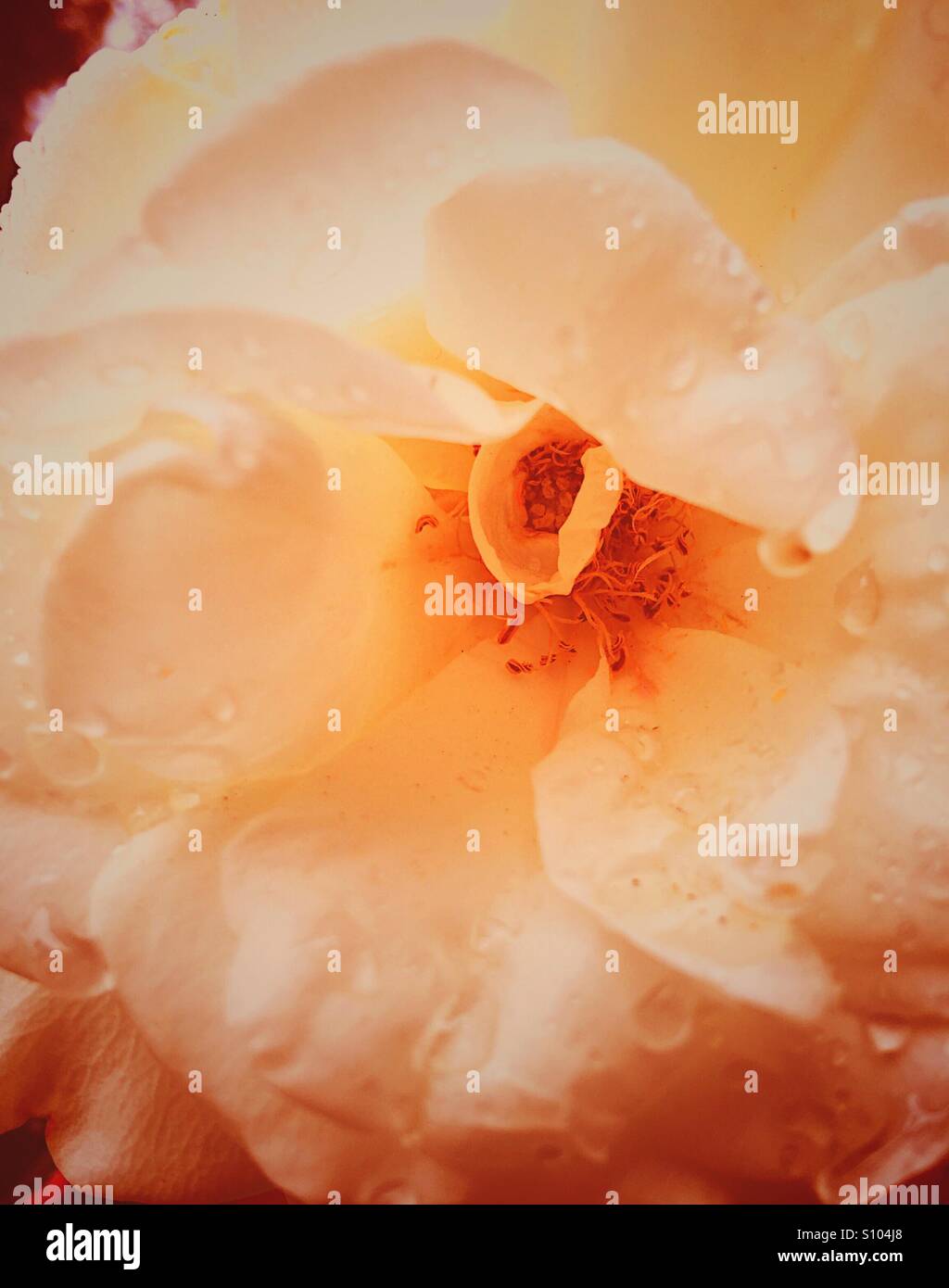 Pale garden Rose Stock Photo - Alamy