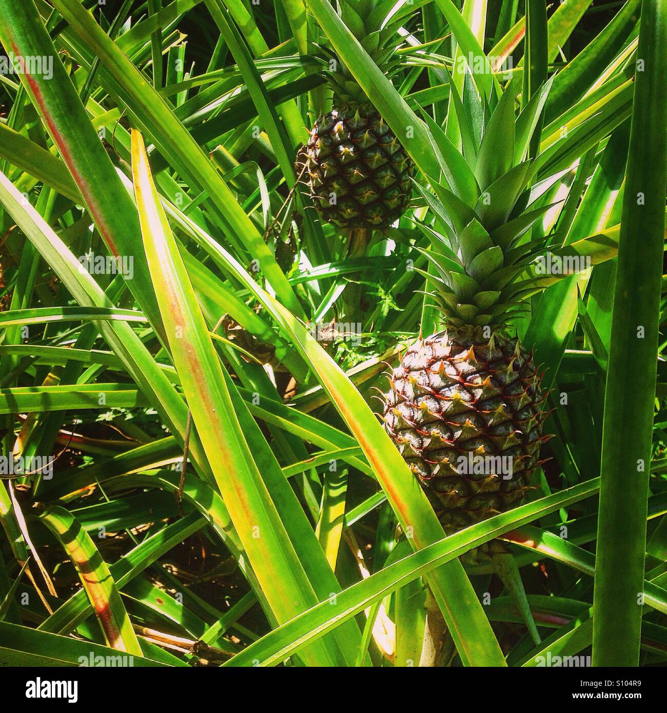 Pineapple fields hi-res stock photography and images - Alamy