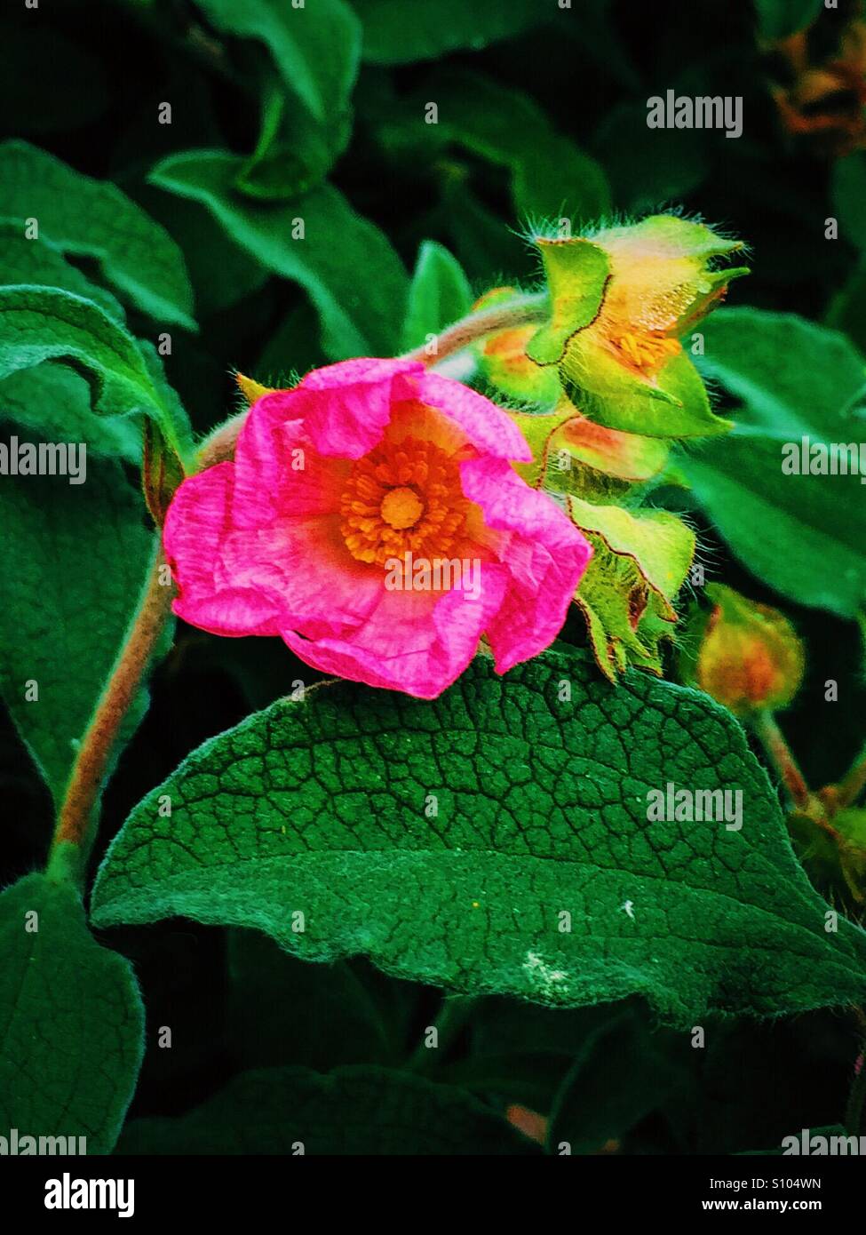 Detailed flower hi-res stock photography and images - Alamy