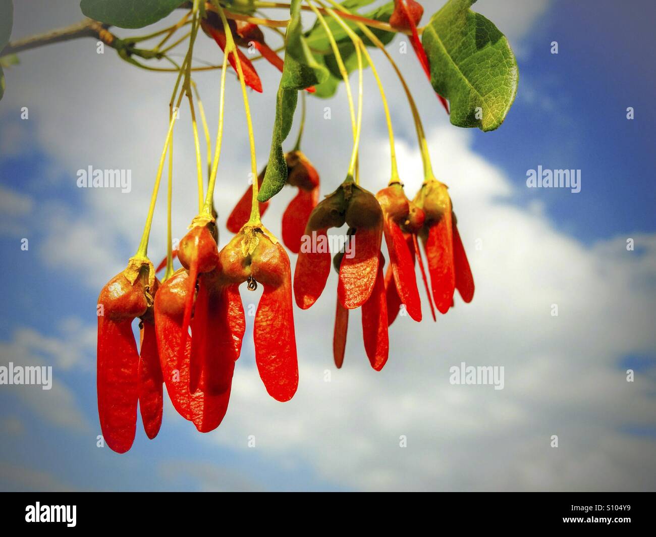 Maple fruits hi-res stock photography and images - Alamy