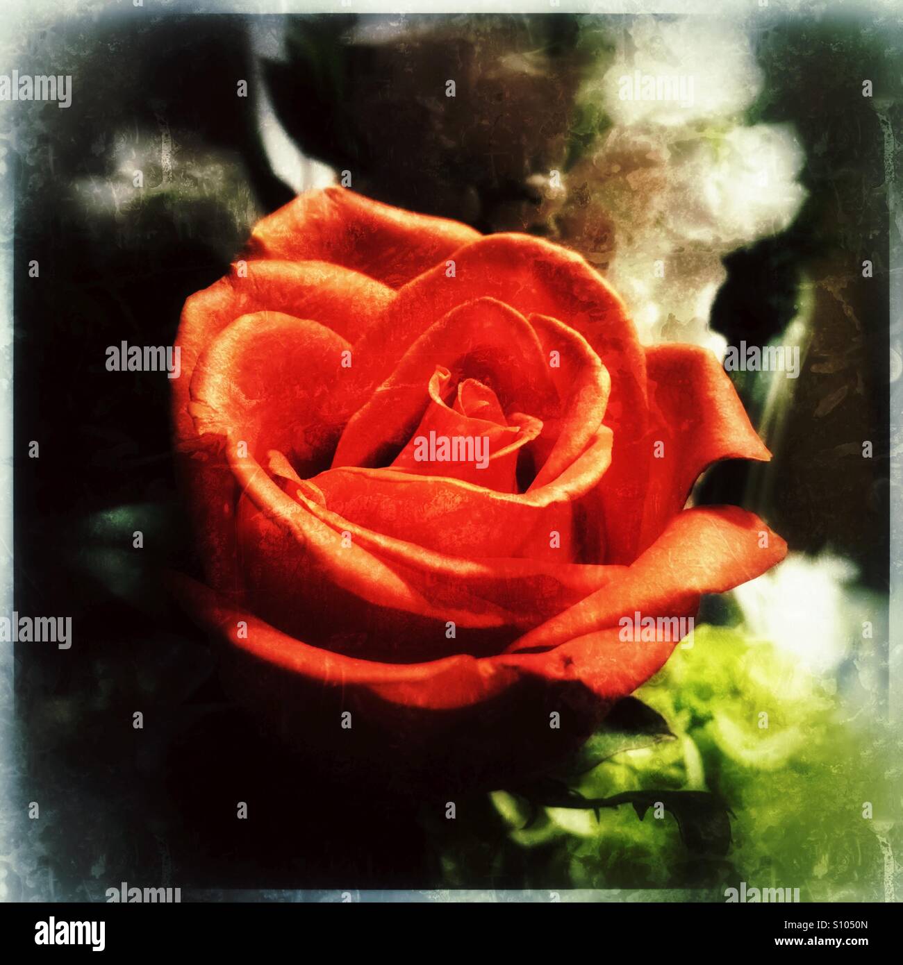 Grunge rose hi-res stock photography and images - Alamy