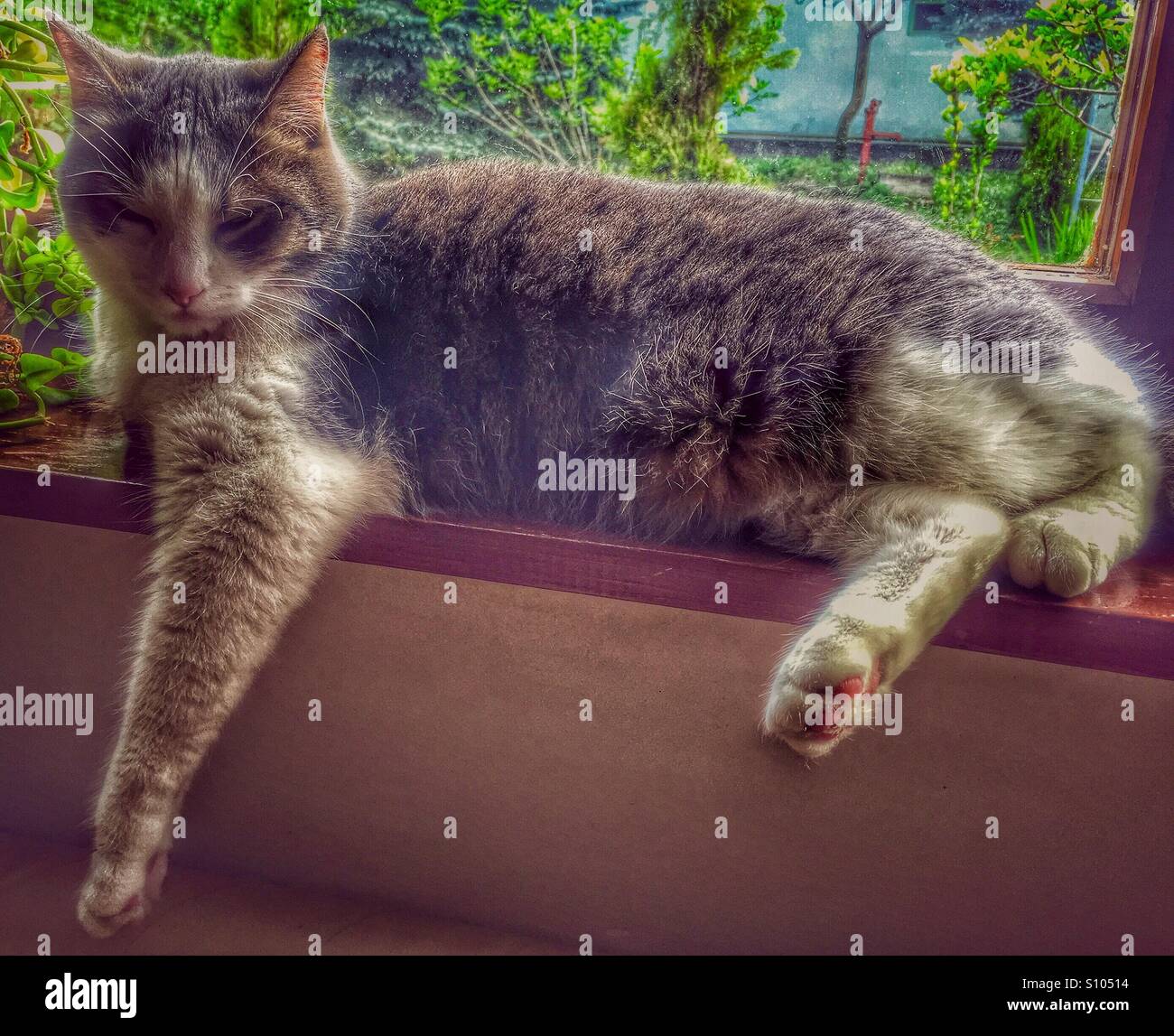 Nap napping hi-res stock photography and images - Alamy