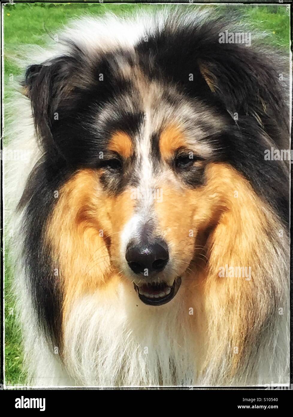 Blue merle rough collie hi-res stock photography and images - Alamy