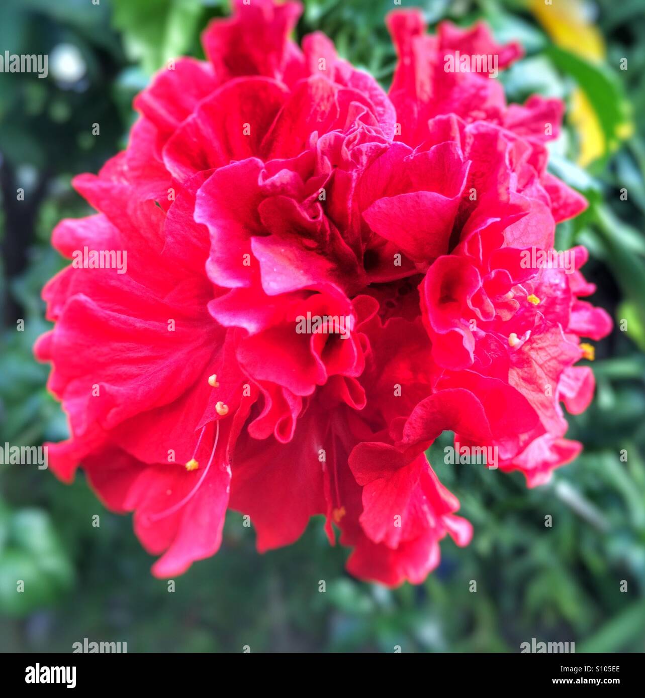 Plenus hi-res stock photography and images - Alamy