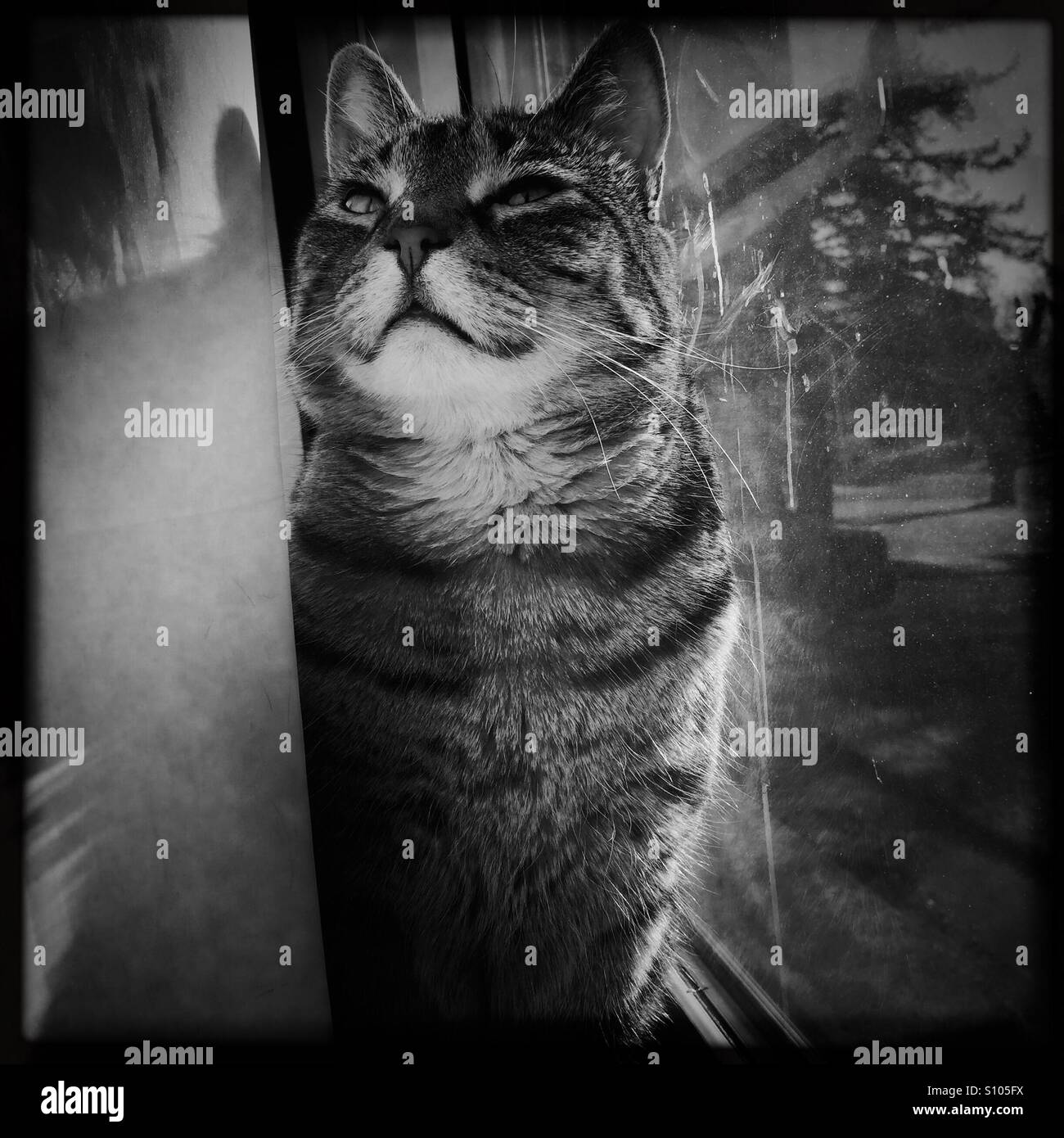 Smiling cat hi-res stock photography and images - Alamy