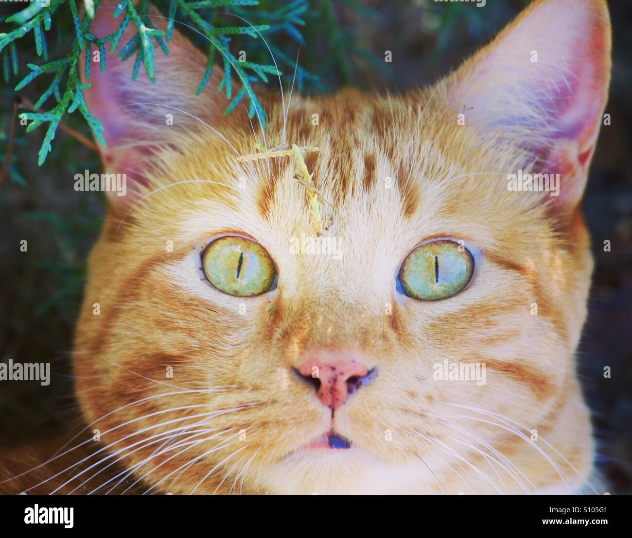 Orange nose hi-res stock photography and images - Alamy
