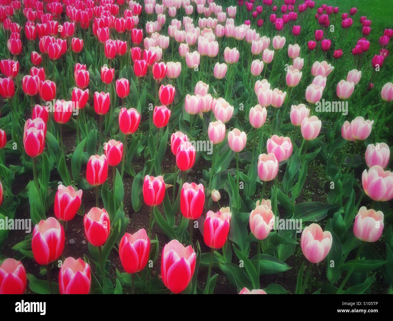 A sea of pink, red and purple tulips at the Royal Botanical Gardens in ...