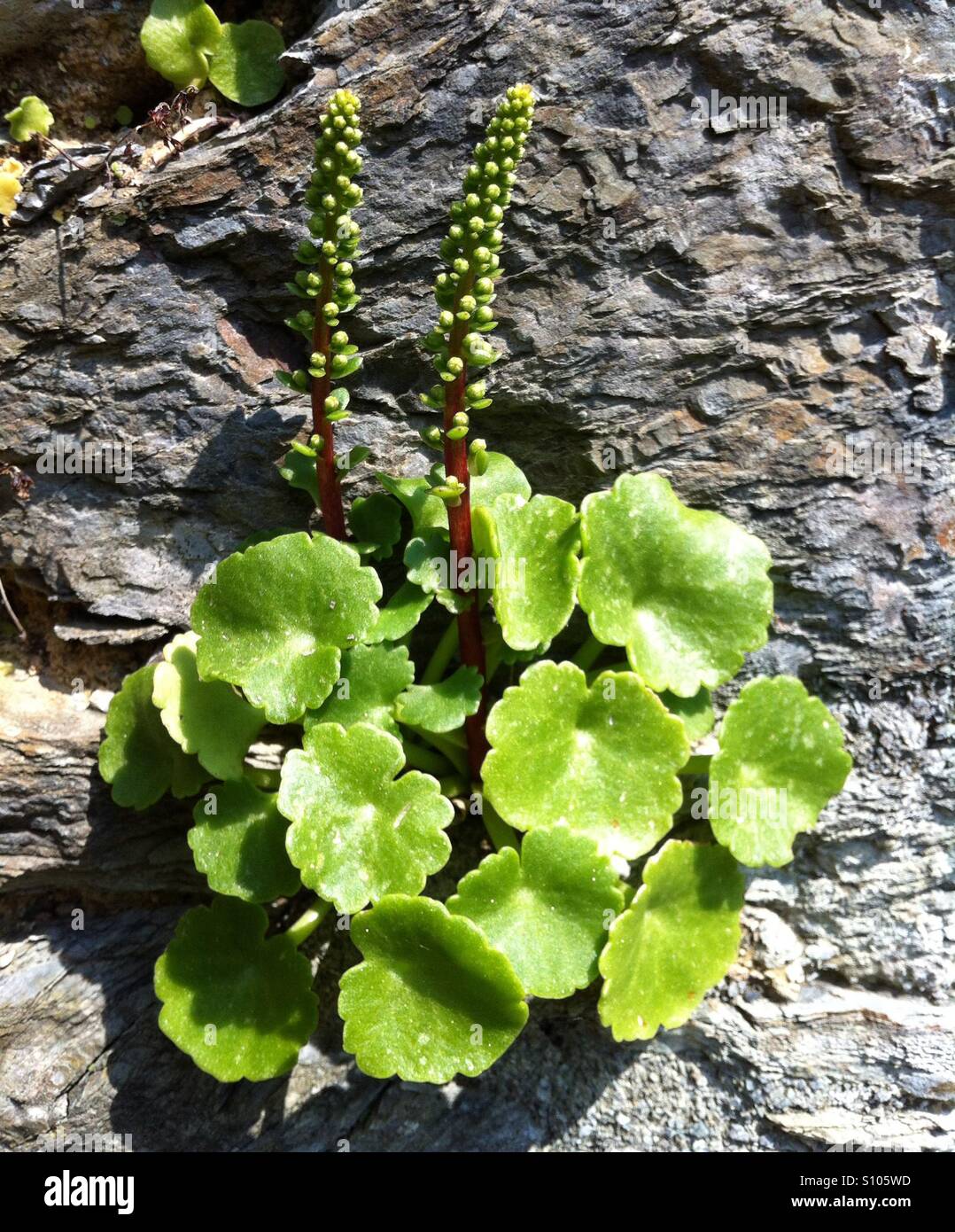 Navel wort hi-res stock photography and images - Alamy