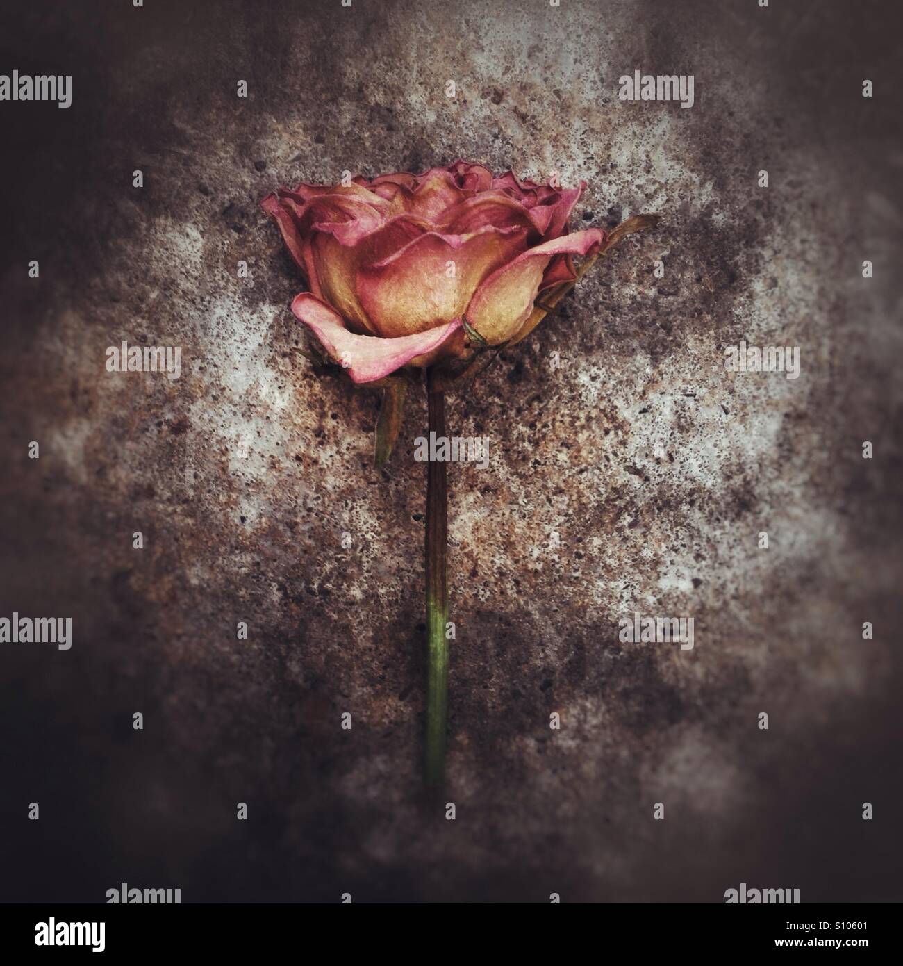 Single decaying pink rose Stock Photo - Alamy