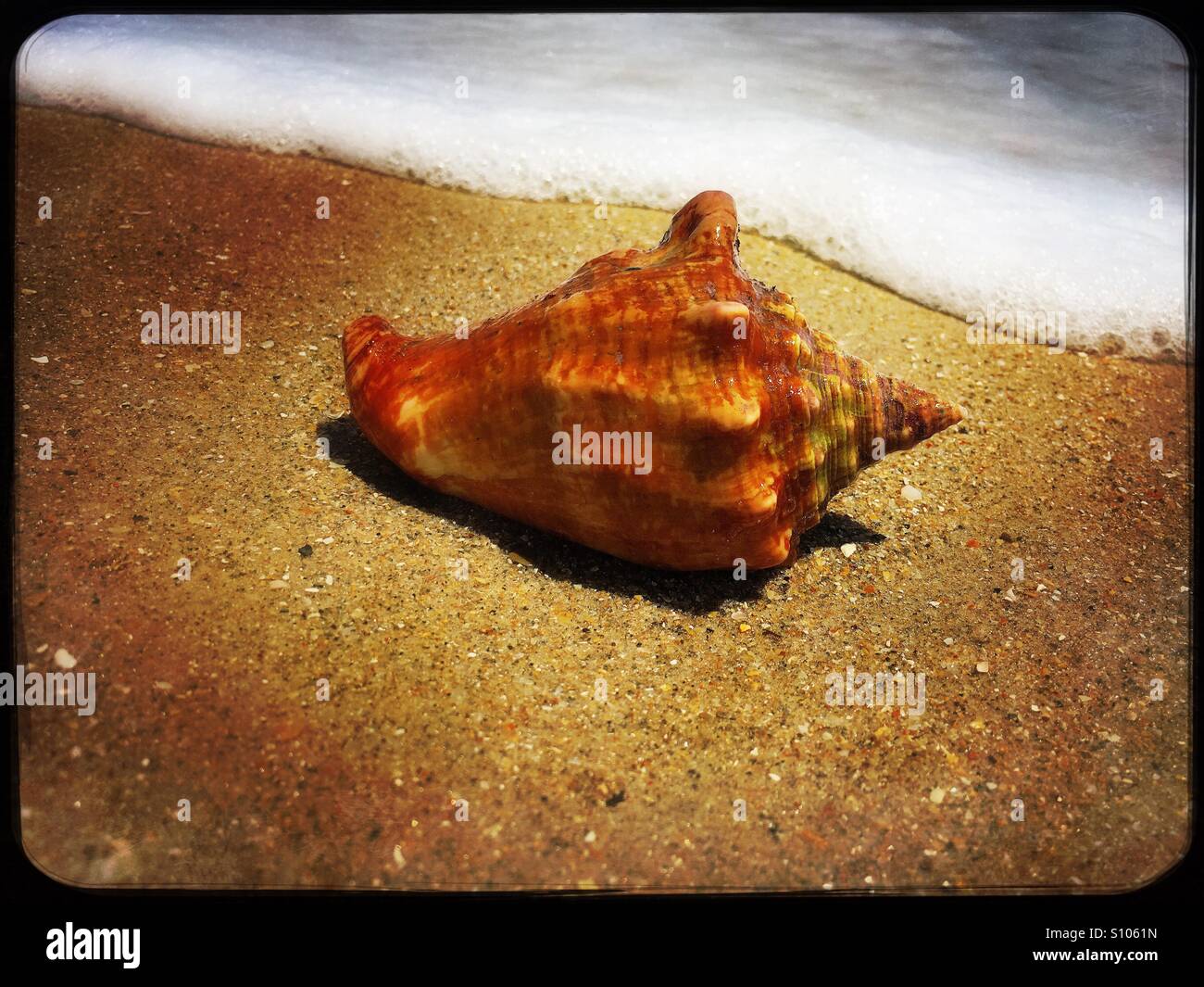 Conch shell beach waves hi-res stock photography and images - Alamy