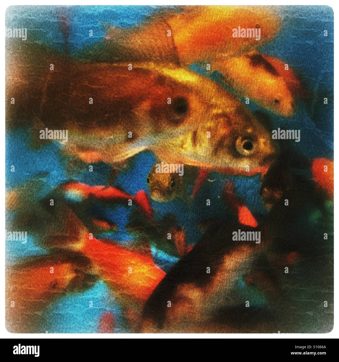 Goldfish in a fish tank using grunge film Stock Photo - Alamy