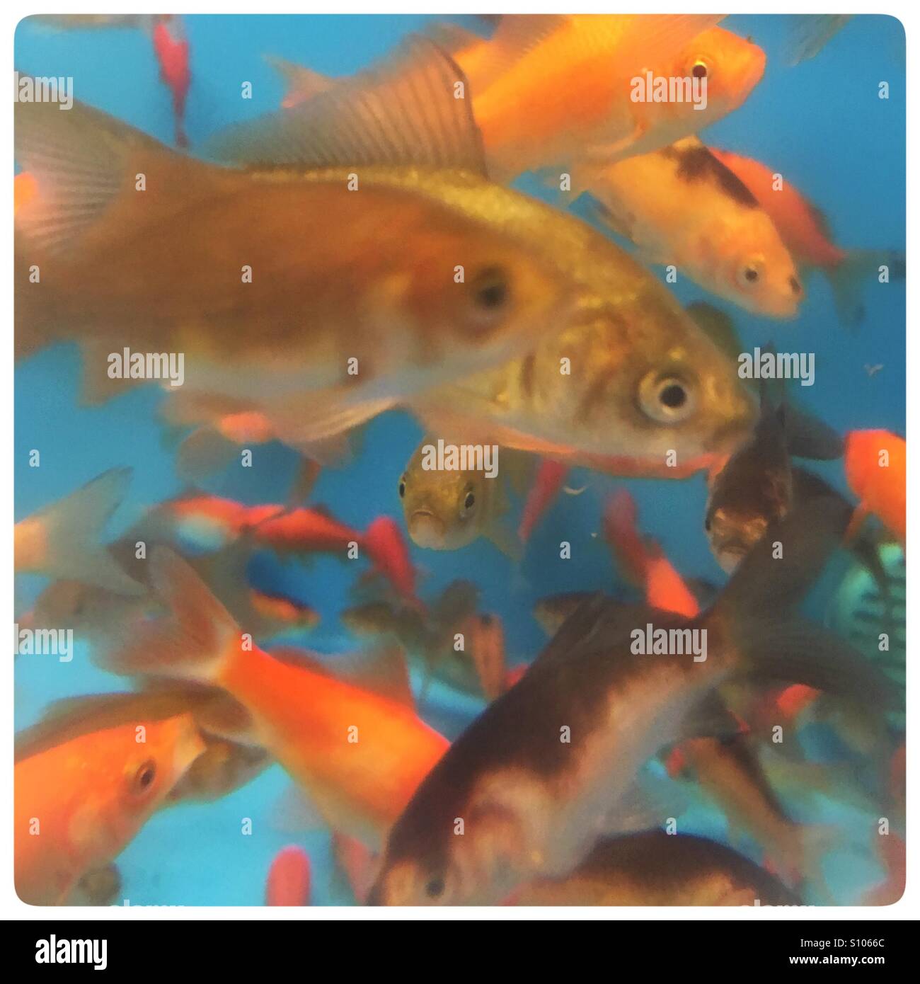 Goldfish in tank hi-res stock photography and images - Alamy