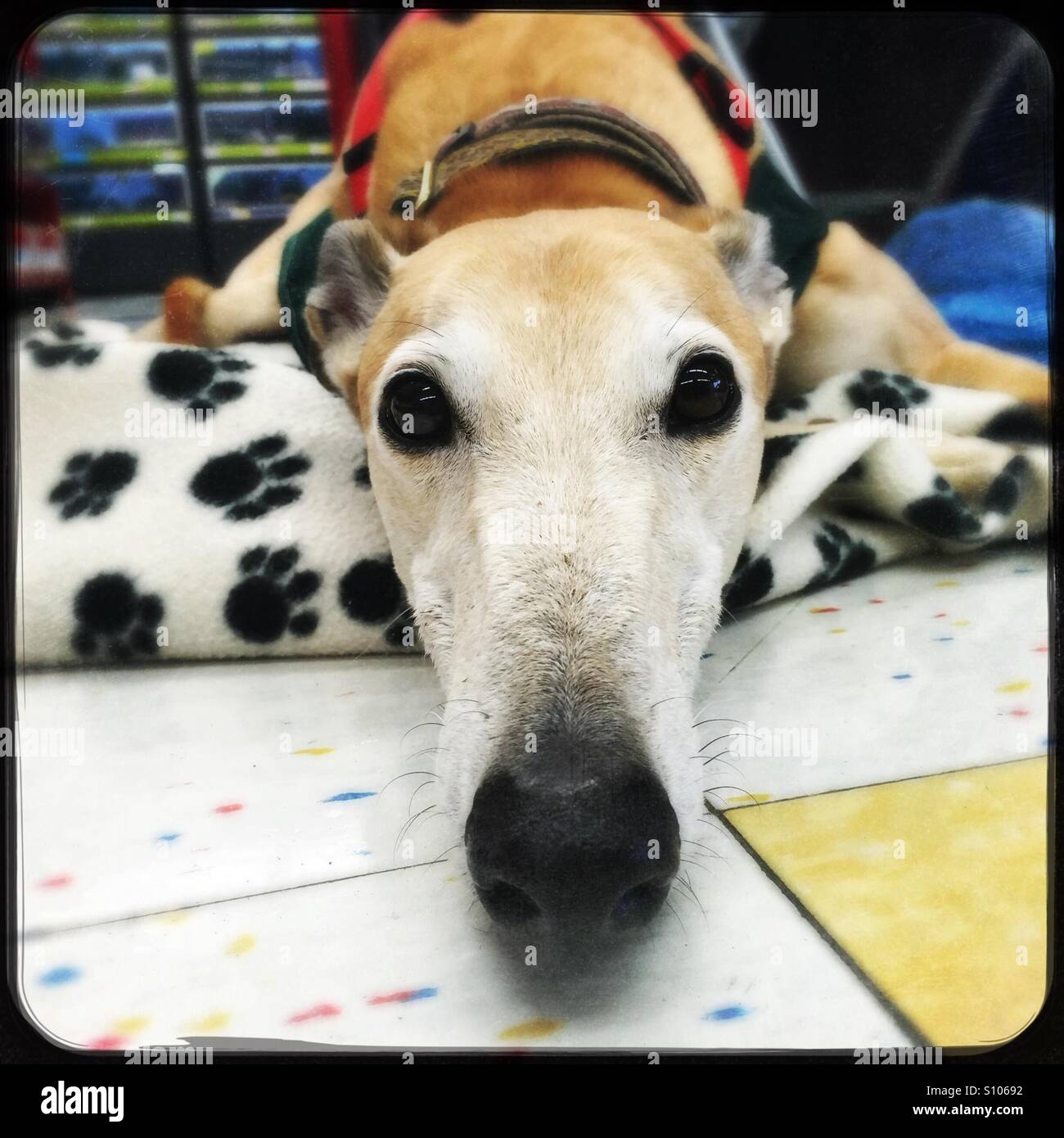 Sweet rescued greyhound at rest Stock Photo - Alamy