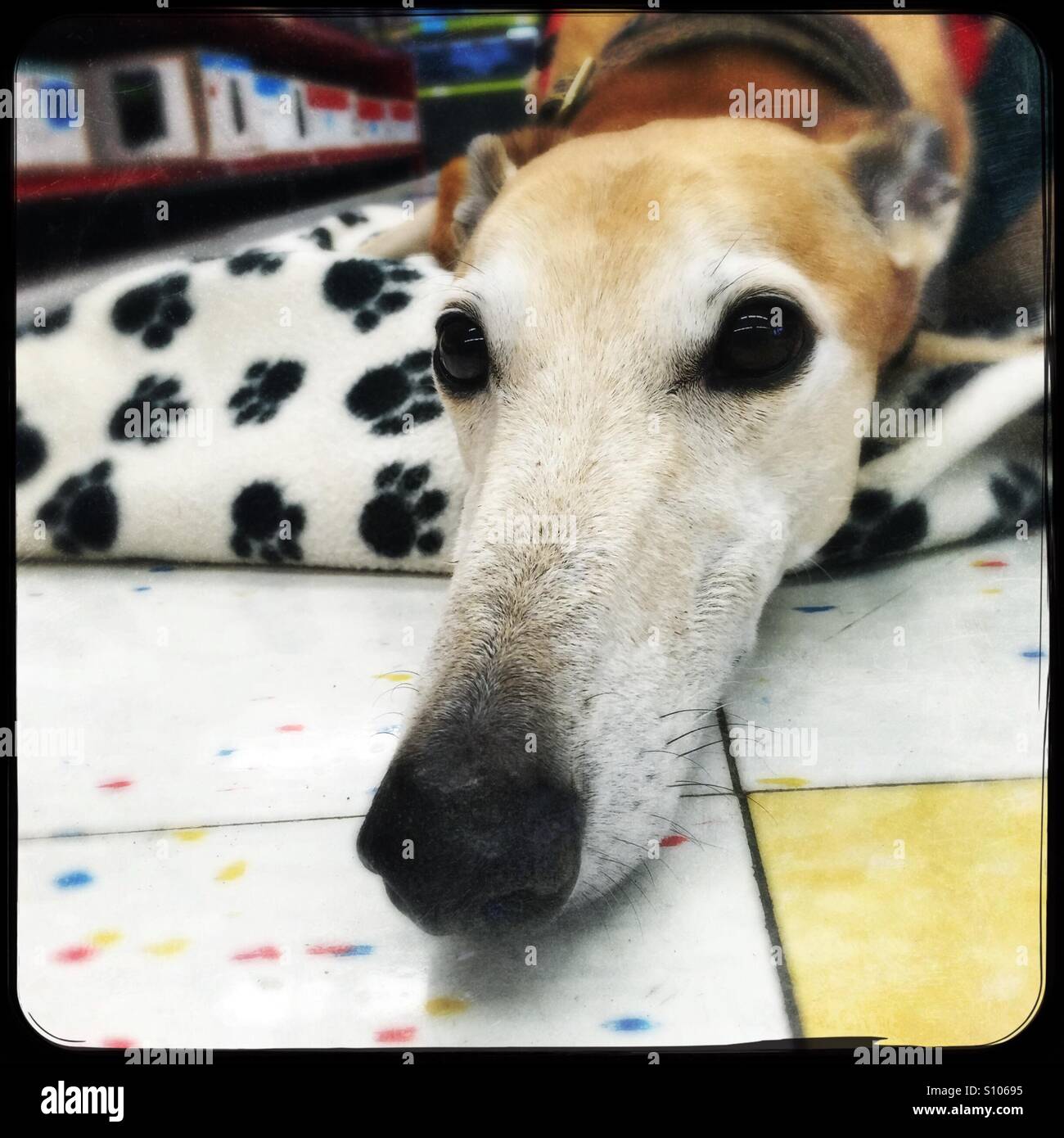 Sweet rescued greyhound resting Stock Photo - Alamy