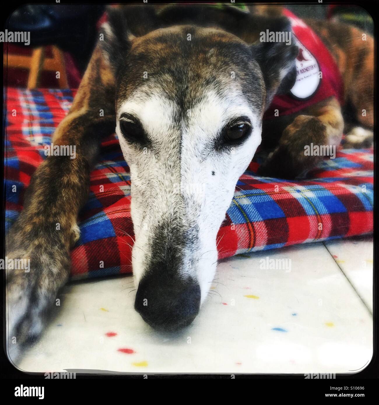 Old greyhound resting hi-res stock photography and images - Alamy