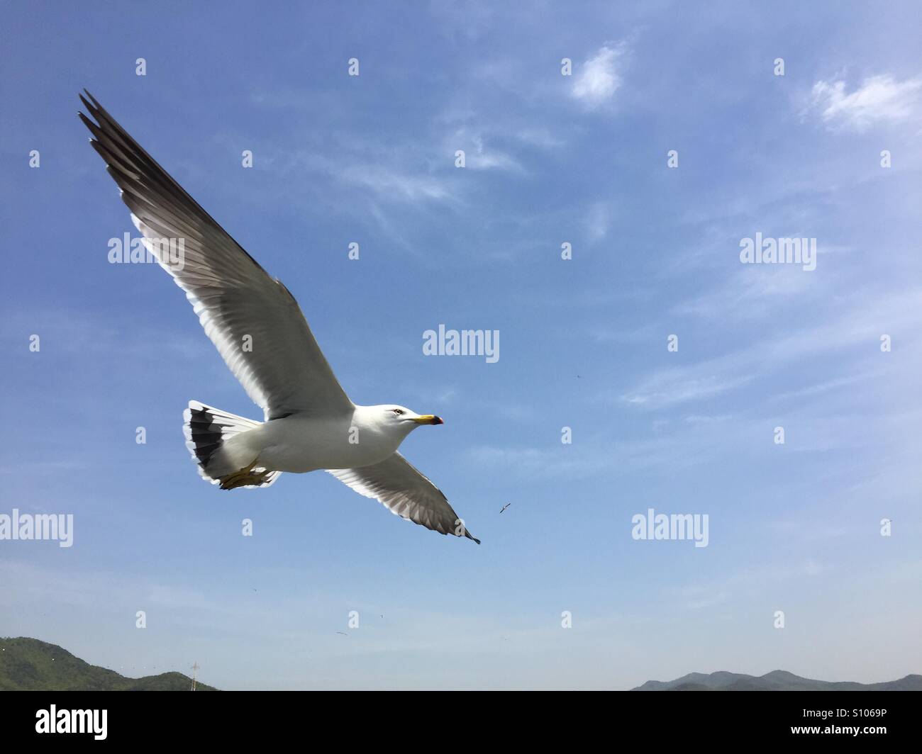 Sea gulls flying in the sky in Kanghwa island South Korea Stock Photo ...