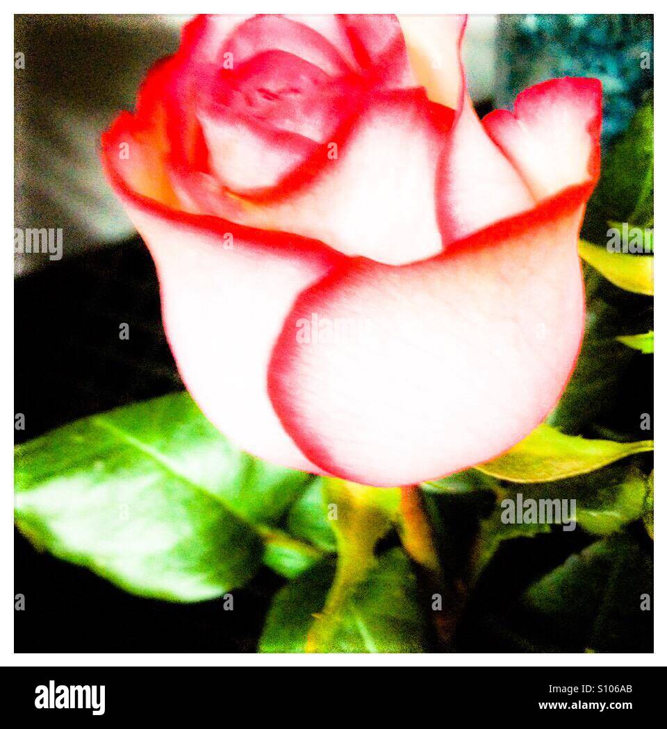 Edged rose hi-res stock photography and images - Alamy