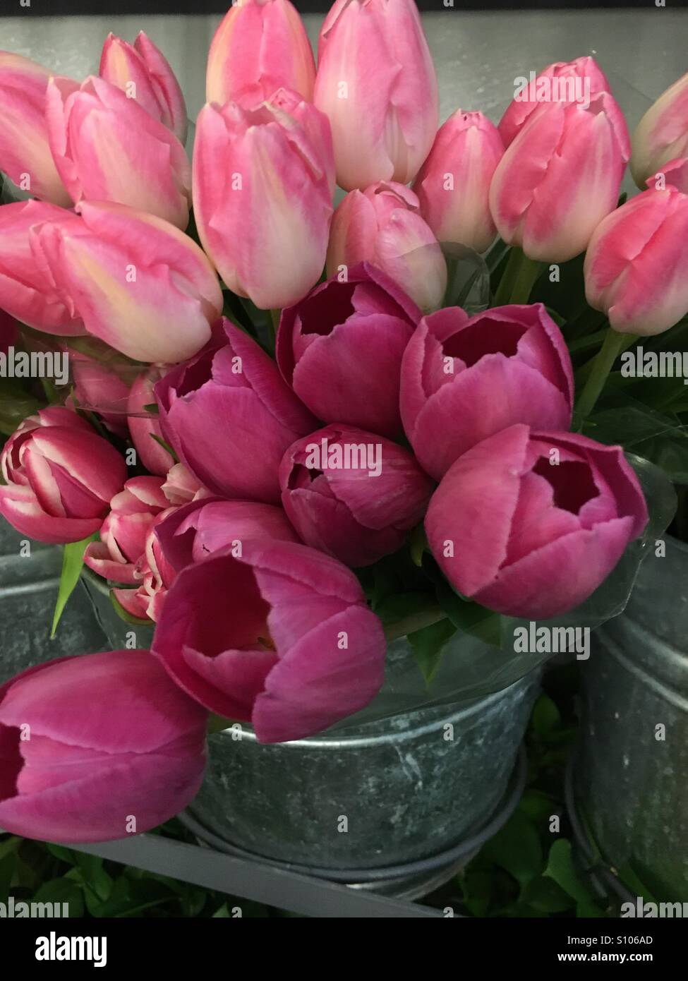 Bucket of tulips Stock Photo - Alamy