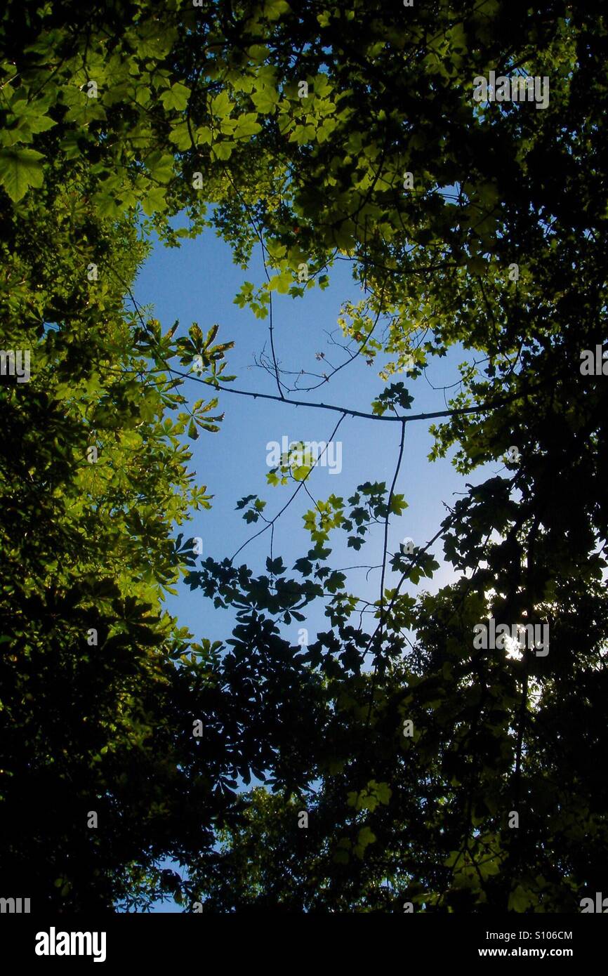 Tree crown cover hi-res stock photography and images - Alamy