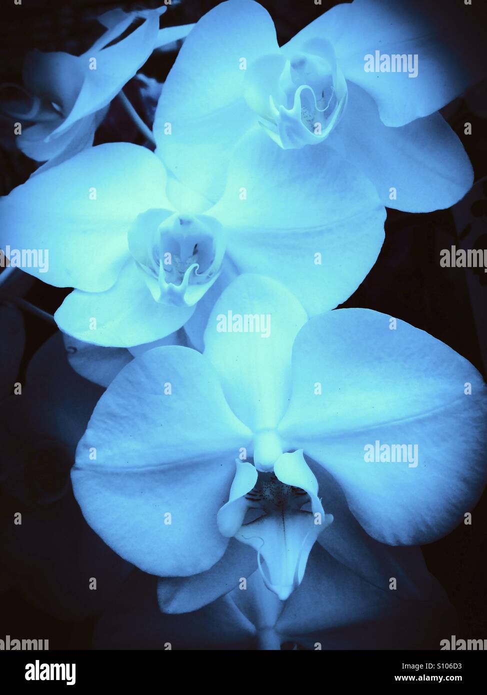 Blue orchid hi-res stock photography and images - Alamy