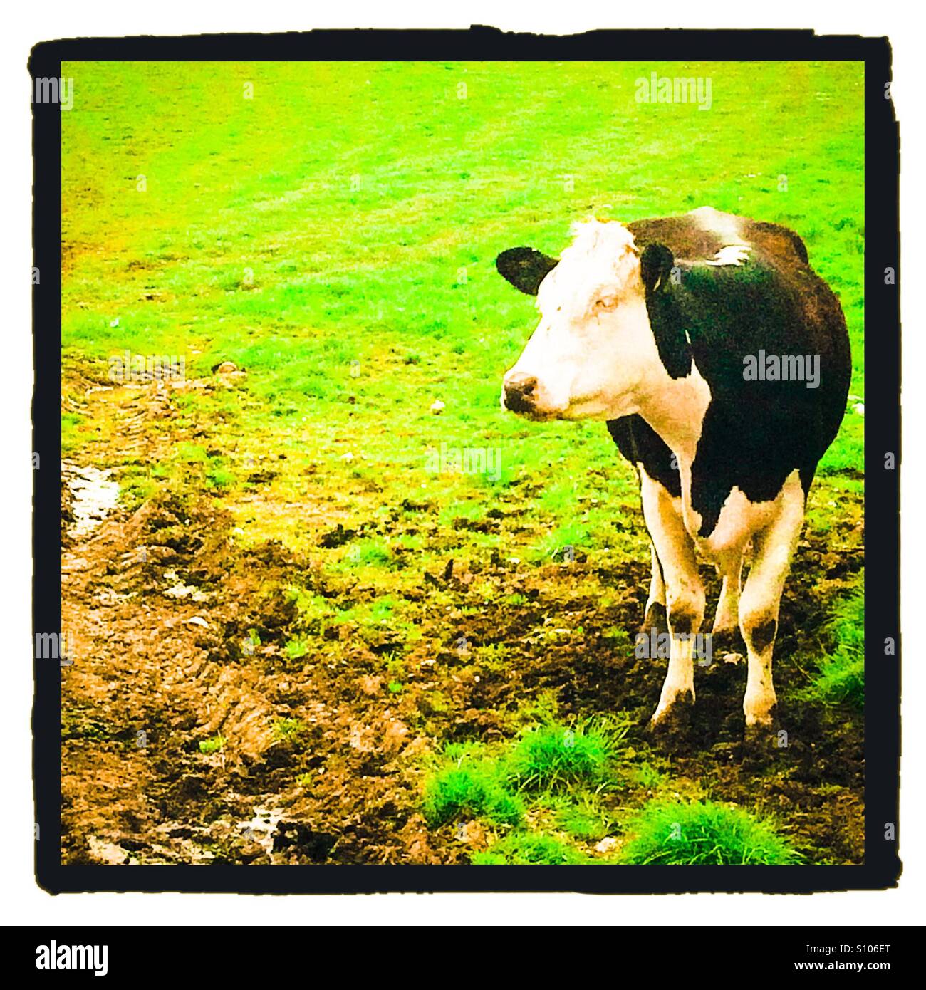Cow in a green field on a farm Stock Photo - Alamy