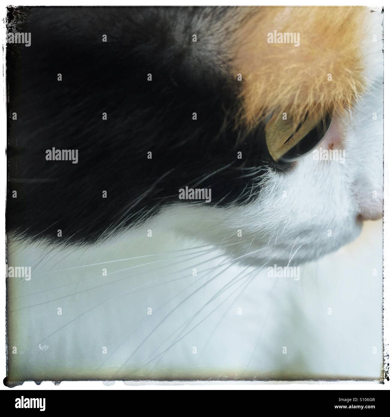 Calico Cat Eye High Resolution Stock Photography and Images - Alamy