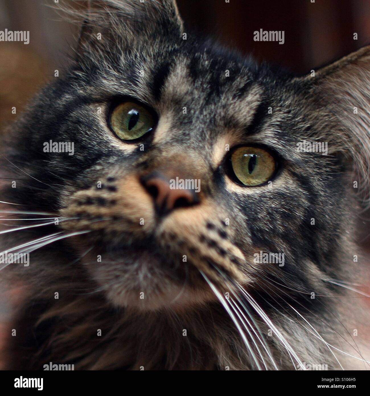 Darling cat hi-res stock photography and images - Alamy