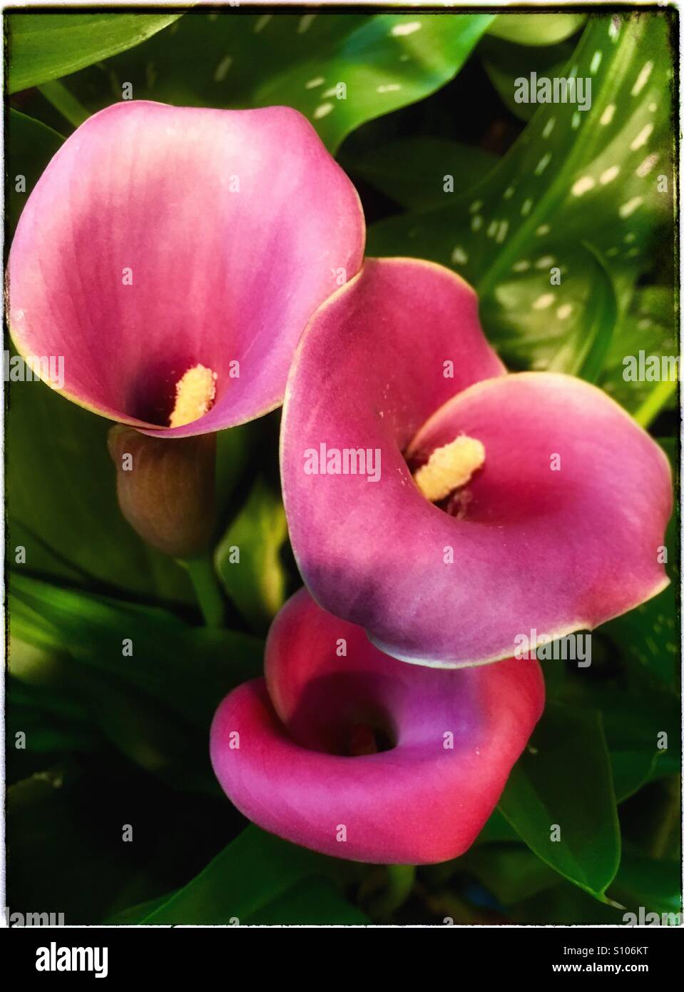 Rose calla lilies Stock Photo - Alamy