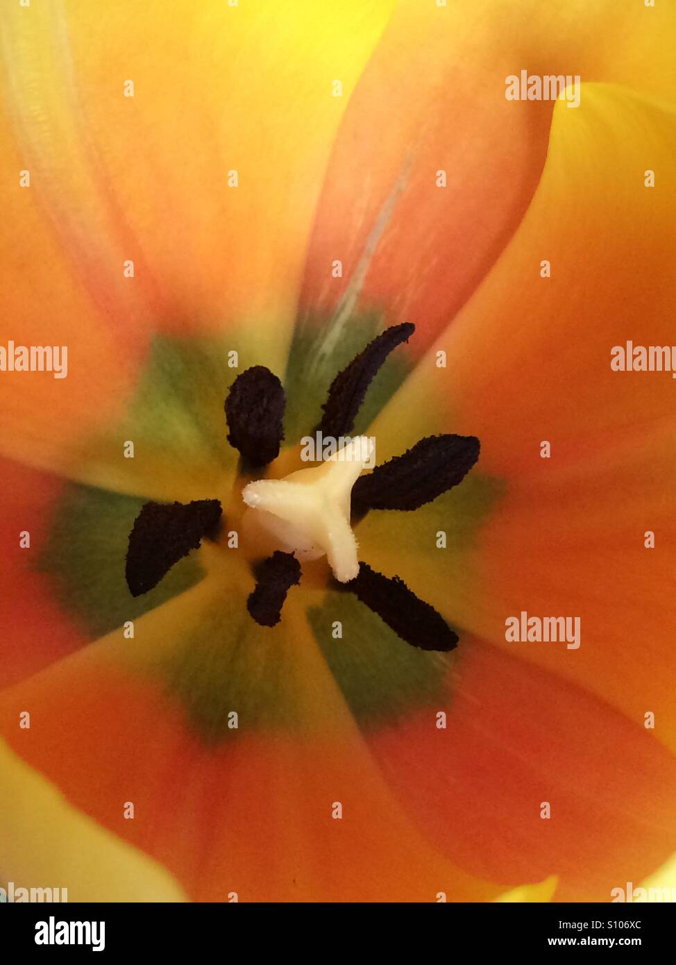 Inside the tulip hi-res stock photography and images - Alamy