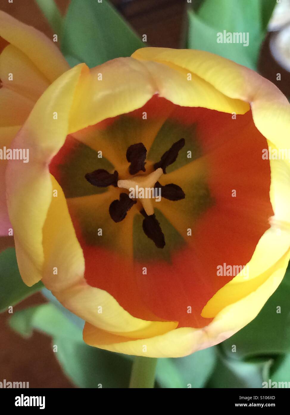Tulip About To Open High Resolution Stock Photography and Images - Alamy