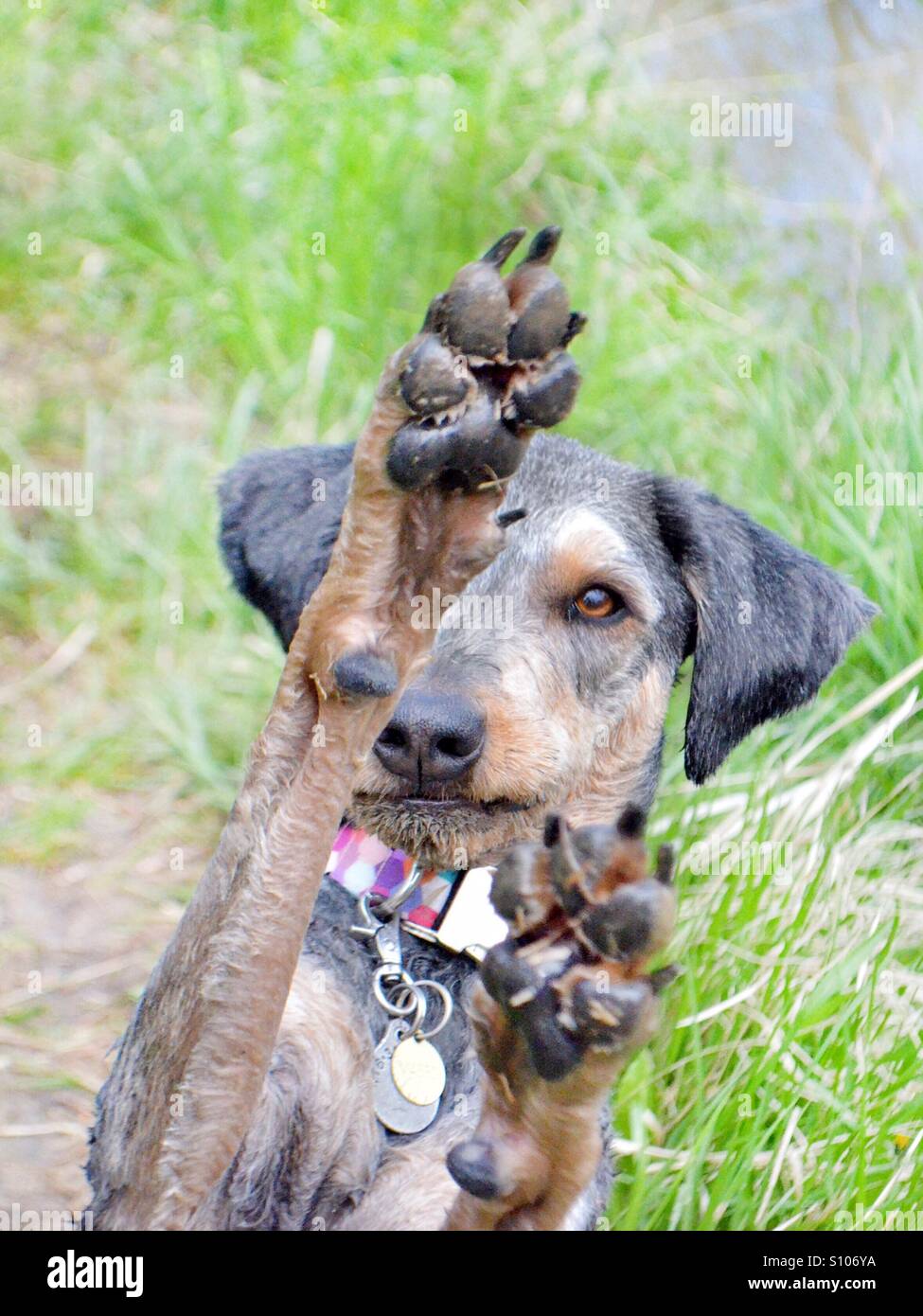Australian shepherd poodle hi-res stock photography and images - Alamy