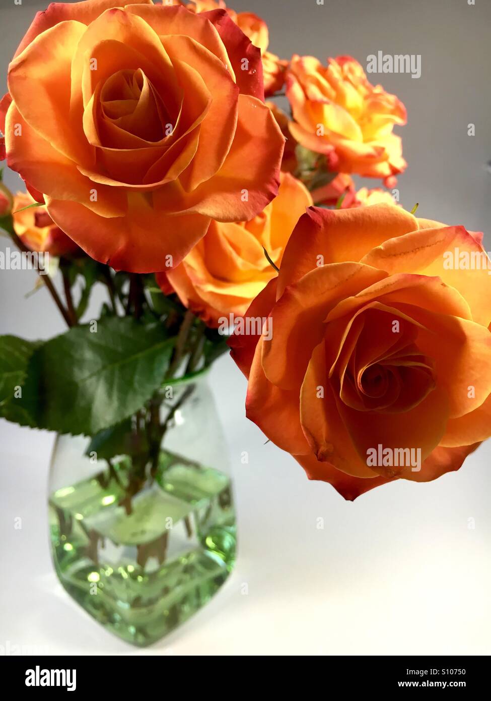 Beautiful orange roses Stock Photo - Alamy