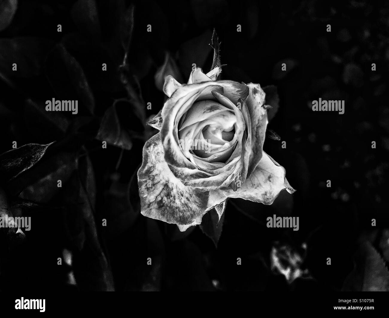 Bw rose hi-res stock photography and images - Alamy