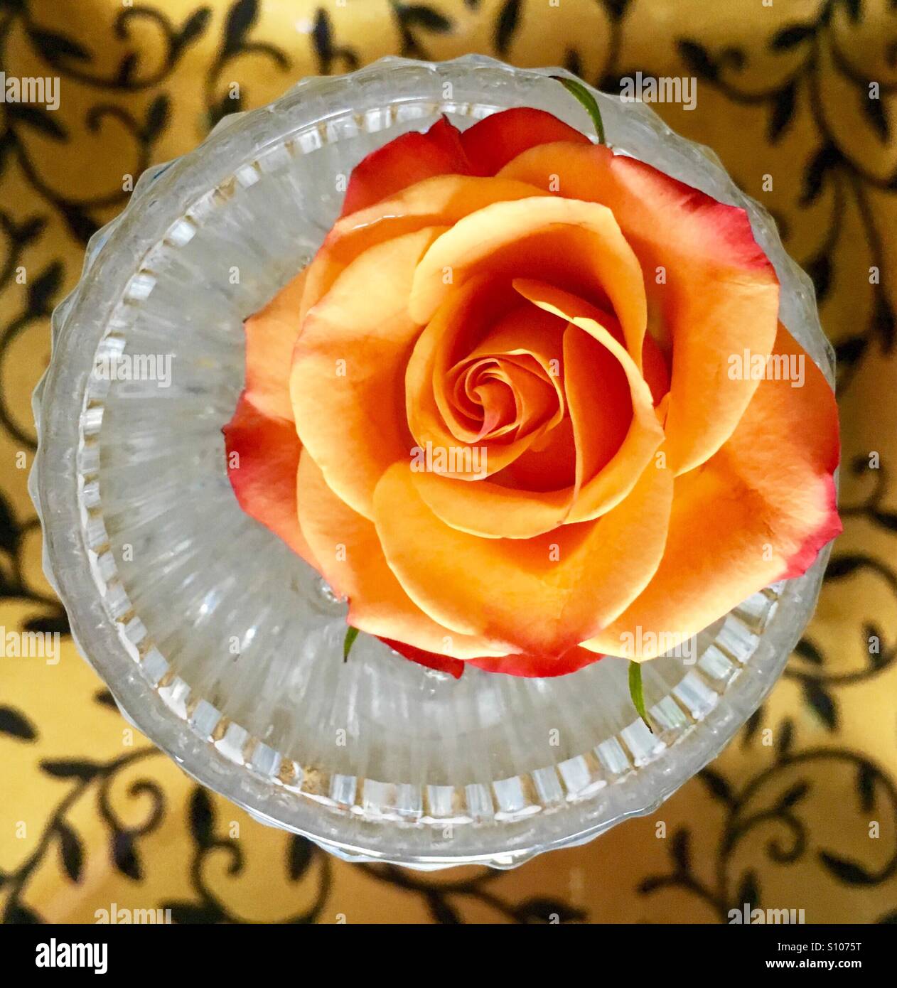 Esperanza rose in bowl Stock Photo - Alamy