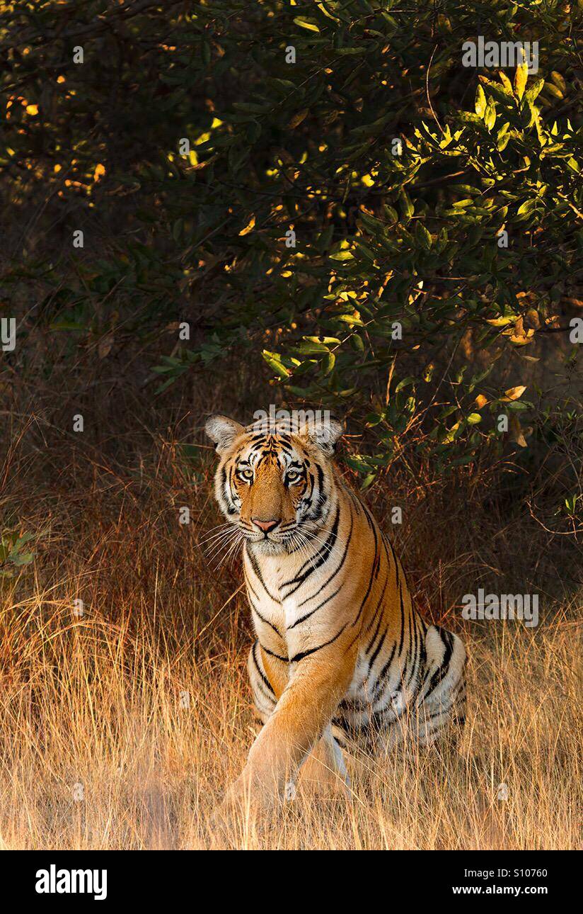 Bengal tiger royal bengal tiger hi-res stock photography and images - Alamy