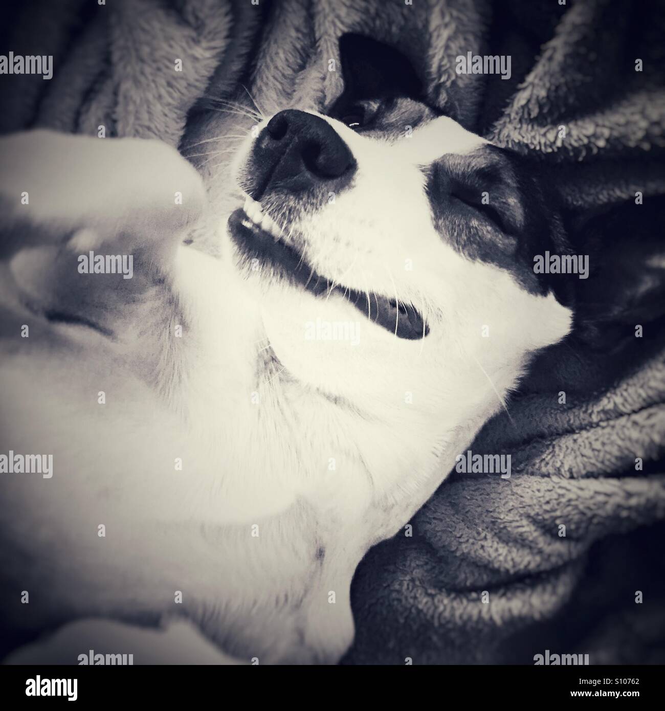Closeup of Jack Russell Terrier dog's face winking and smiling. In ...