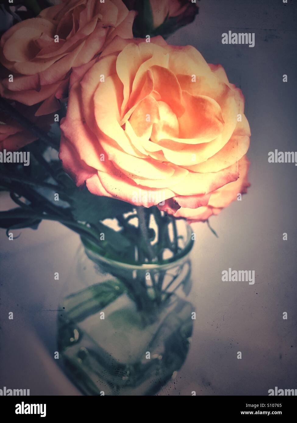 Beautiful focused hi-res stock photography and images - Alamy