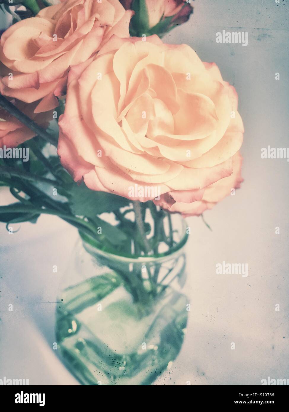 Romantic Esperanza roses Stock Photo - Alamy